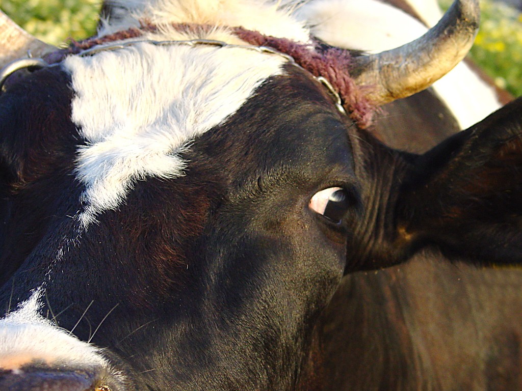 Understanding the Science of Dissection | Indigo Architect